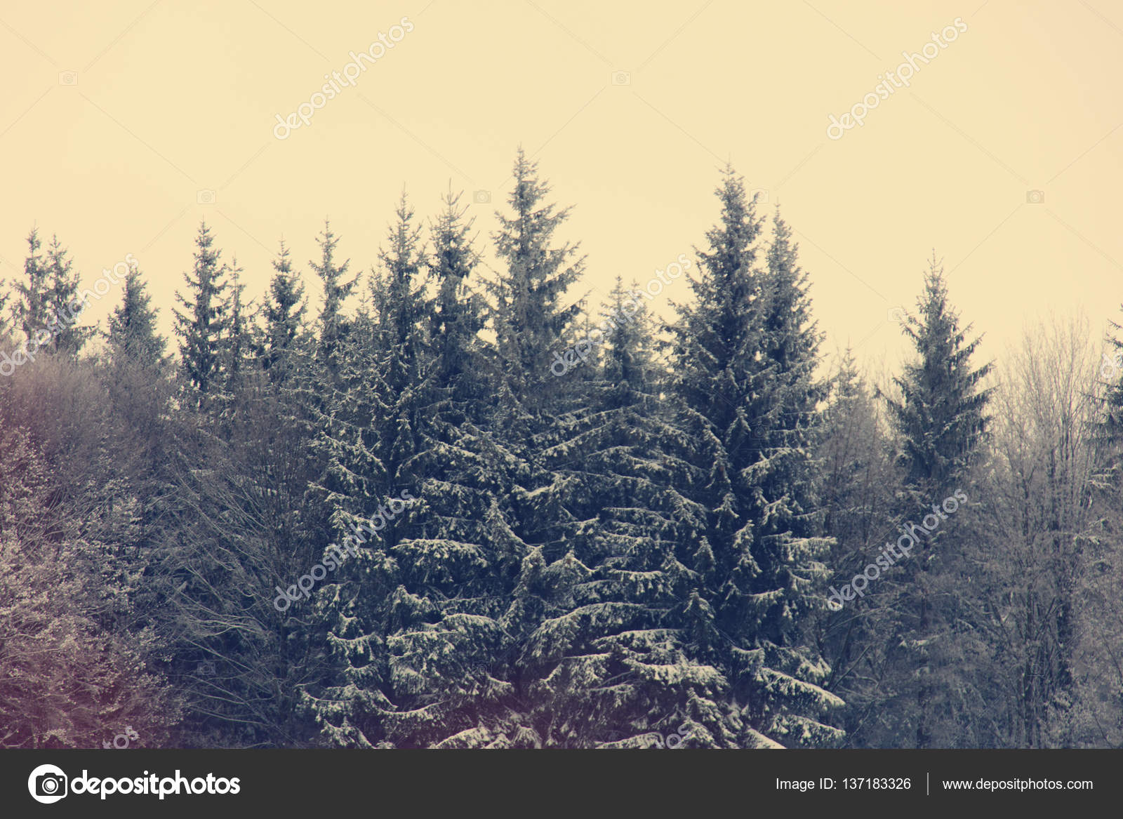 Mystery snow forest — Stock Photo © massonforstock #137183326