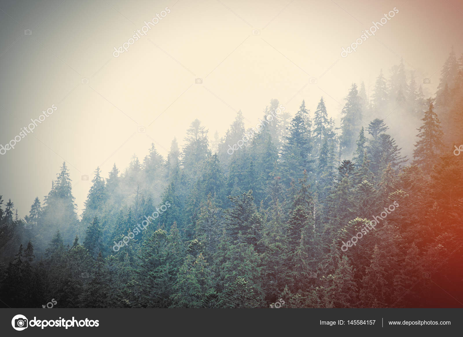 Beautiful fur tree forest Stock Photo by ©massonforstock 145584157