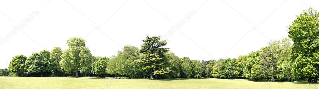 High definition Treeline isolated on a white background — Stock Photo ...