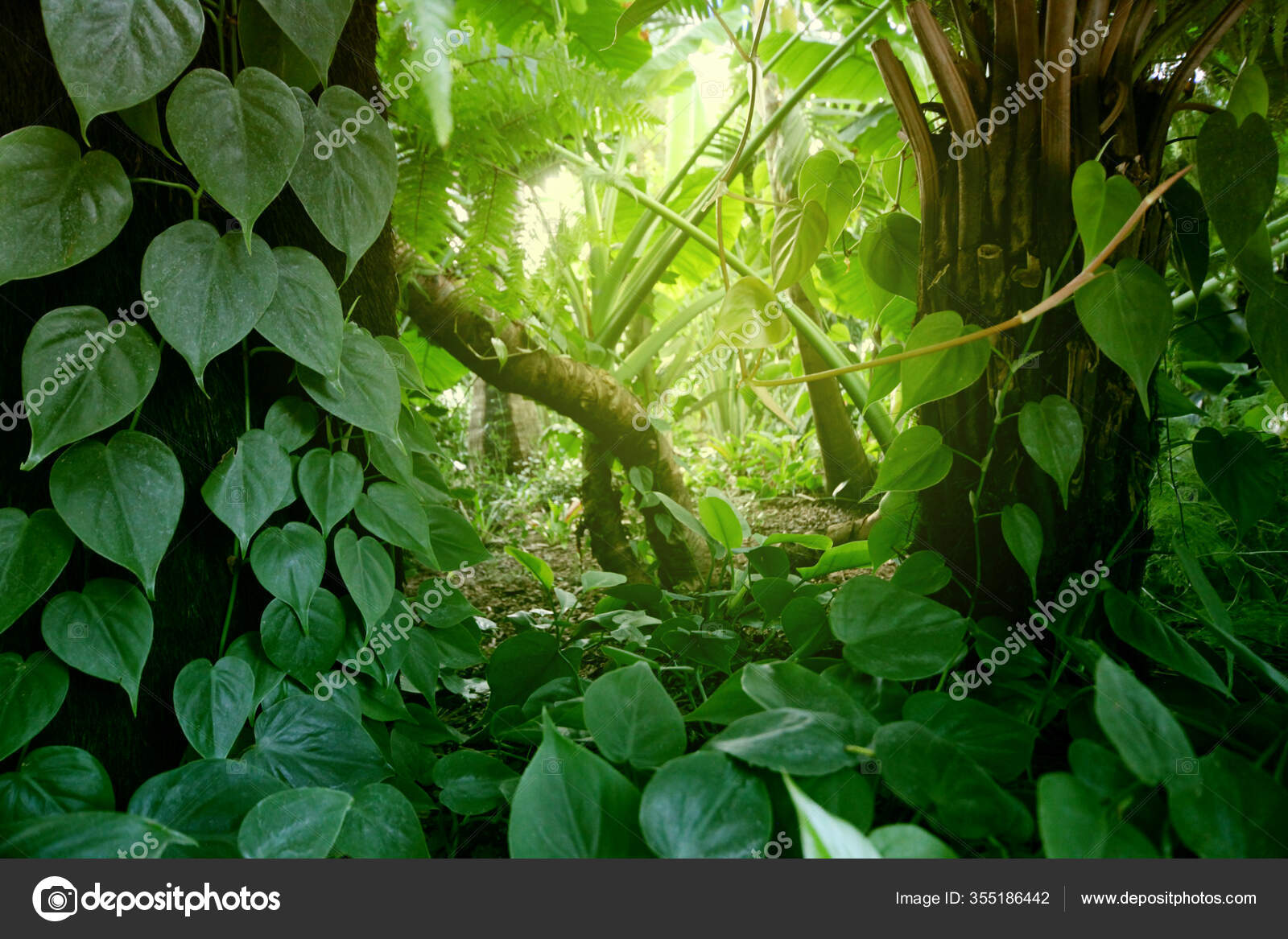 Tropical Forest Plants