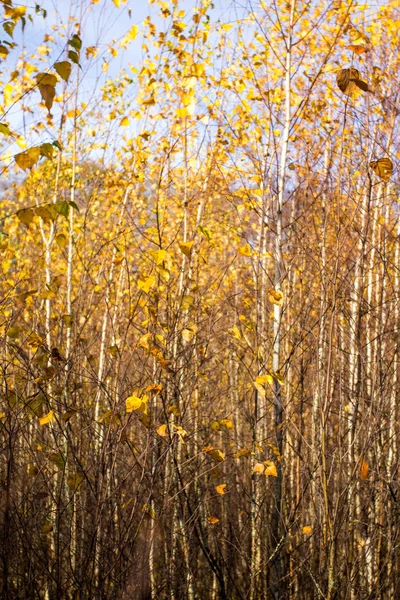 Quaking aspen Stock Photos, Royalty Free Quaking aspen Images ...