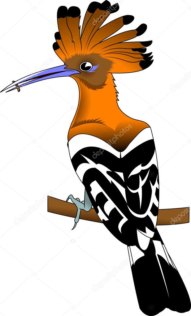 Hoopoe Cartoon