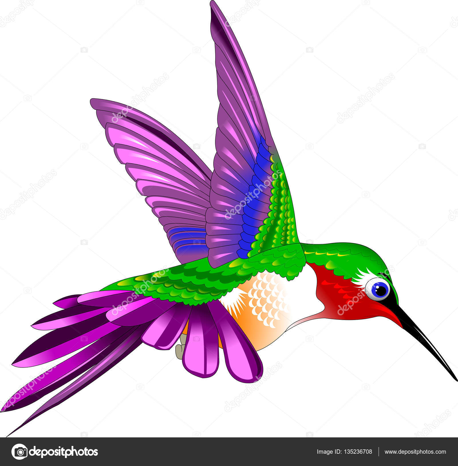 Ilustración de colibrí Vector de stock por ©sababa66 135236708