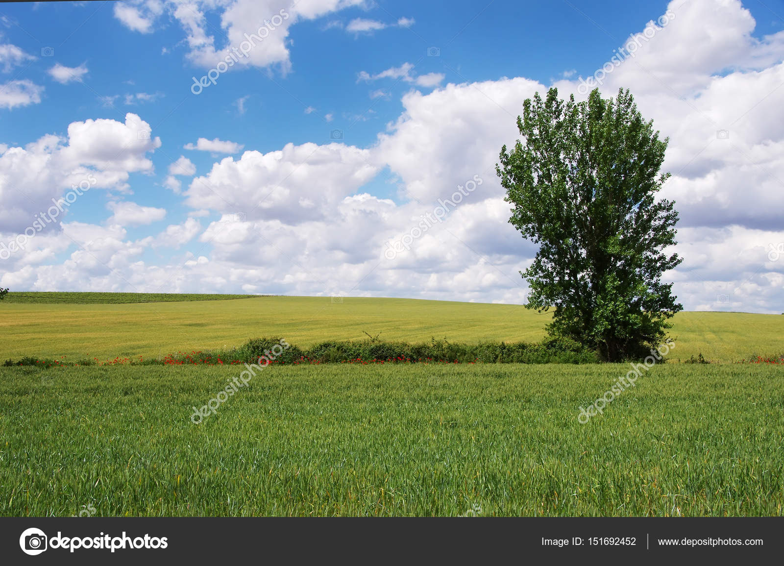 Agricultural field with single ash tree and vivid blue sky back — Stock ...