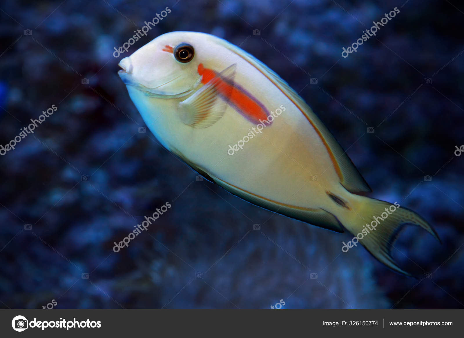 Orange Saltwater Fish