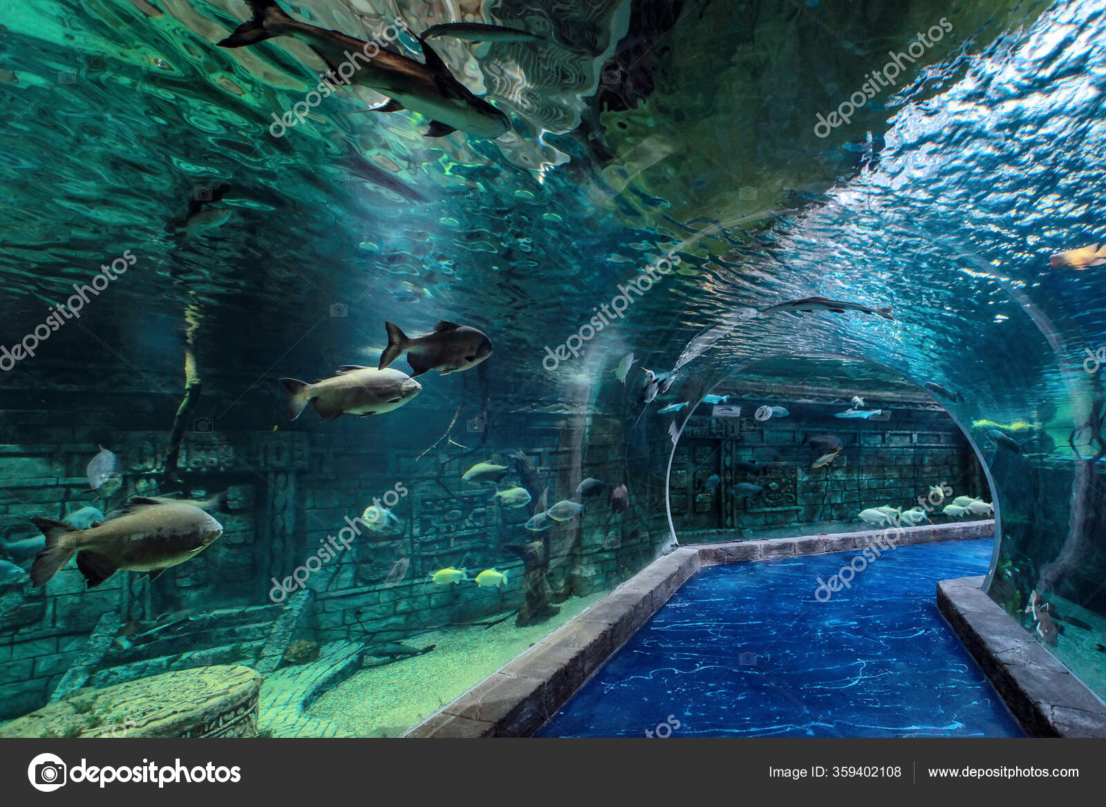 Amazon River Fish Underwater