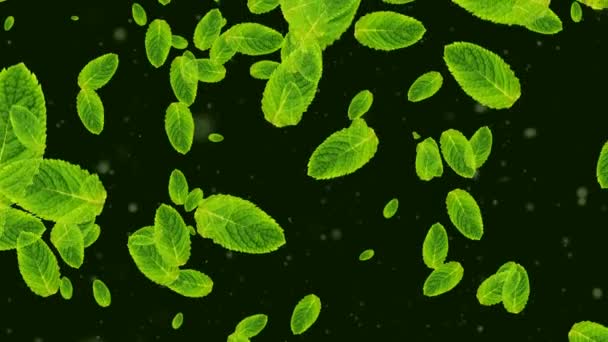 681 Peppermint leaves Videos, Royalty-free Stock Peppermint leaves ...