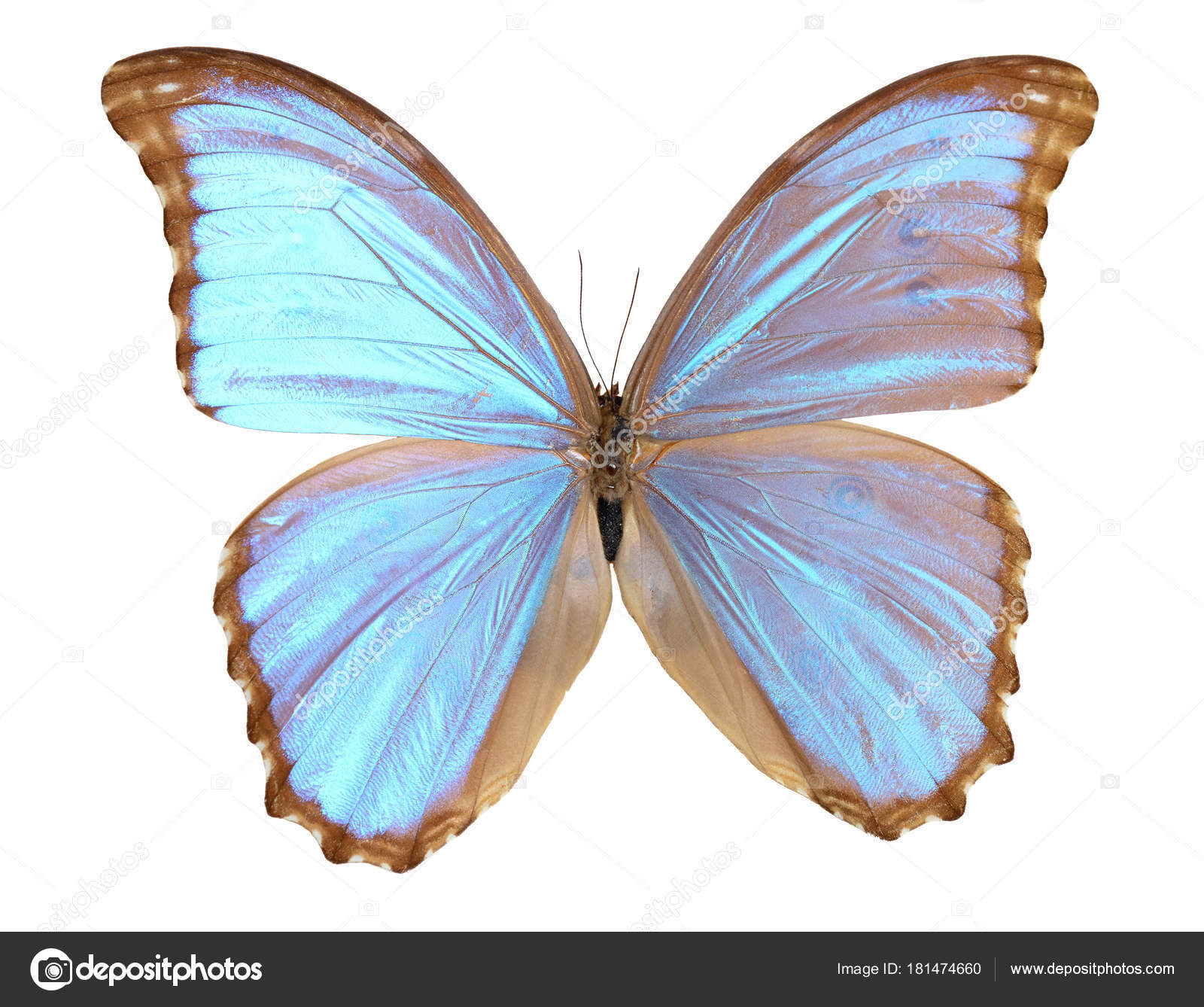 Morpho didius, the giant blue morpho ⬇ Stock Photo, Image by ...