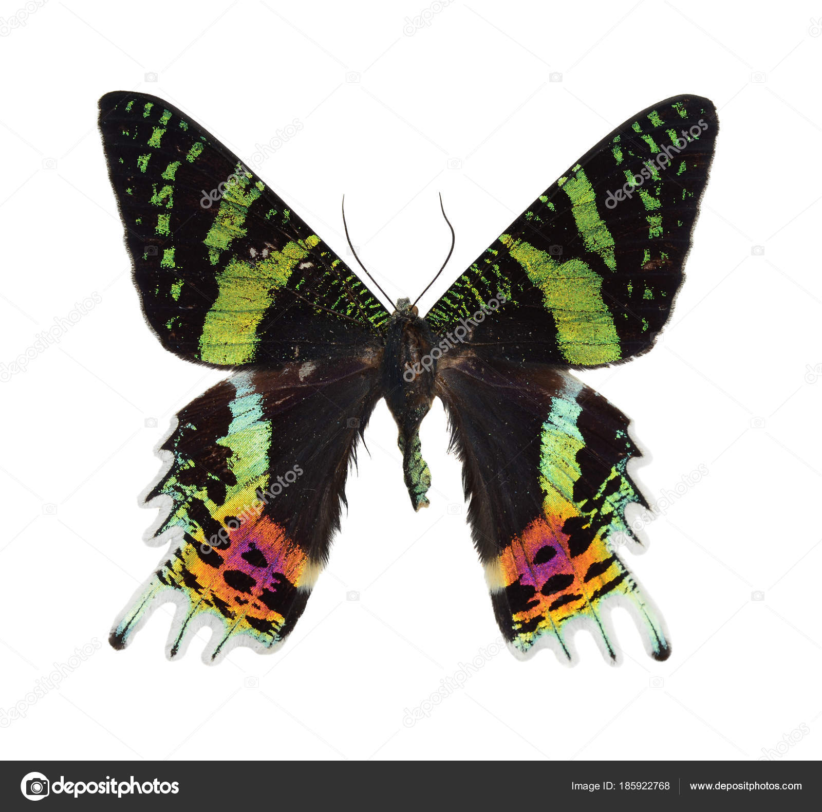 Chrysiridia rhipheus — Stock Photo © ivantcovlad #185922768