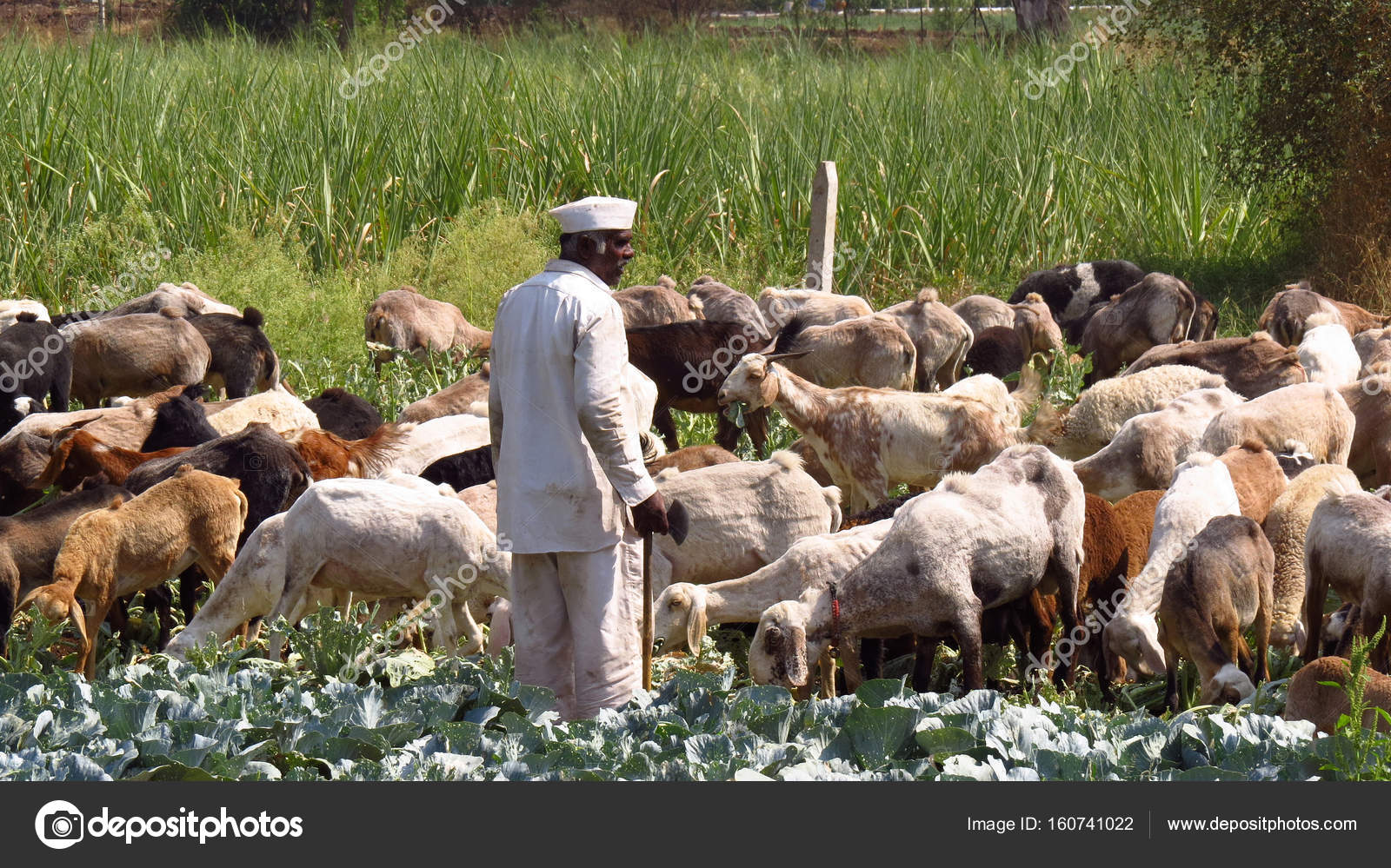 Indian Sheep Farming