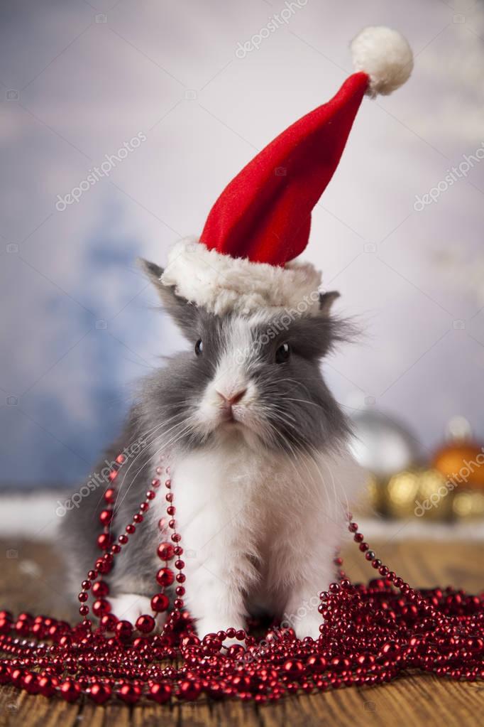 Funny Bunny Backgrounds