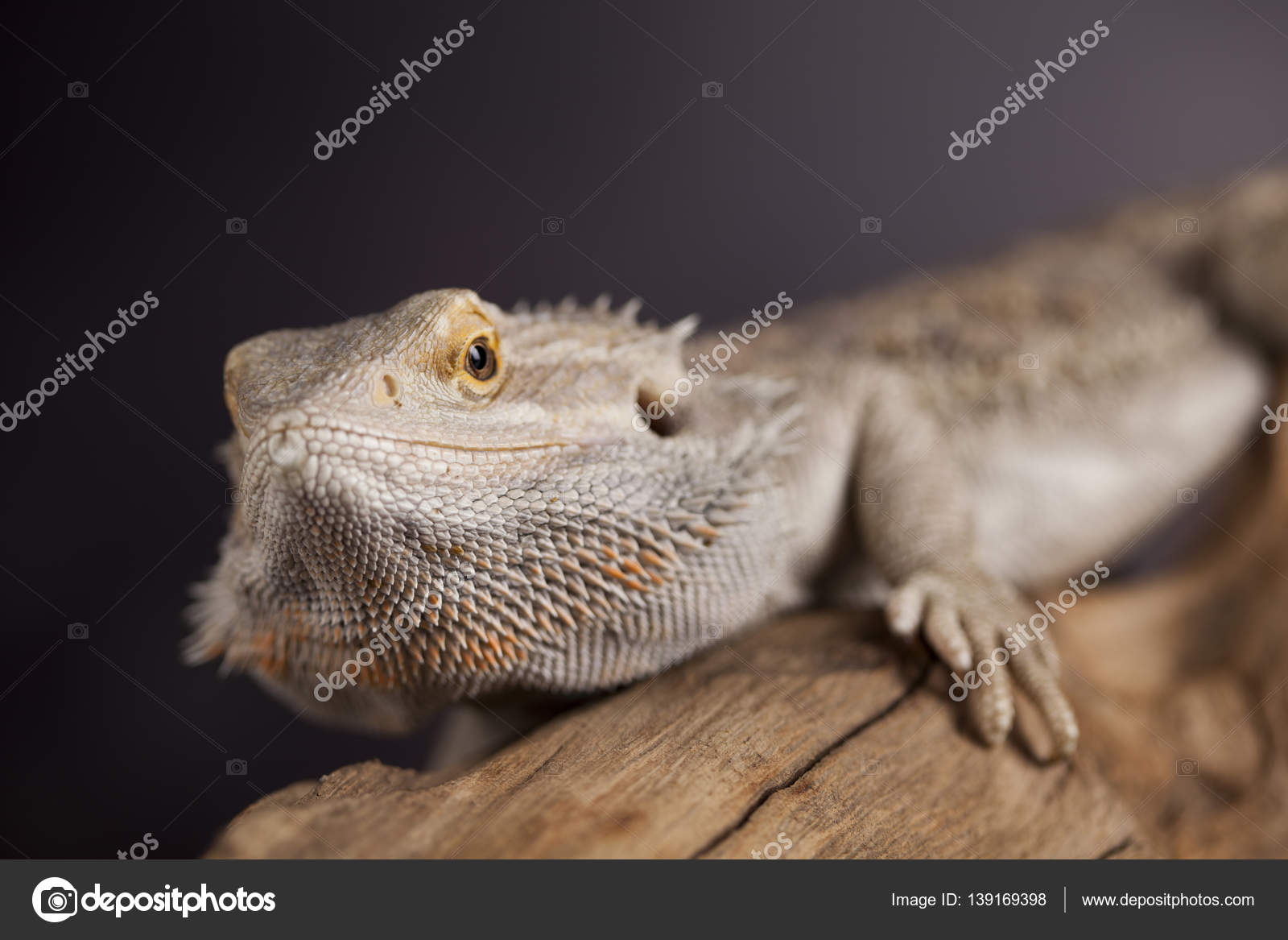 Agama Dragon Lizard Stock Photo by ©JanPietruszka 139169398