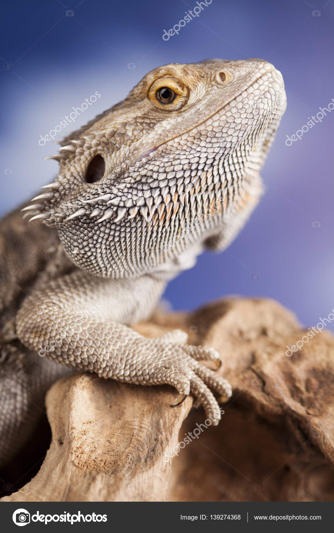 Agama bearded lizard Stock Photo by ©JanPietruszka 139274368