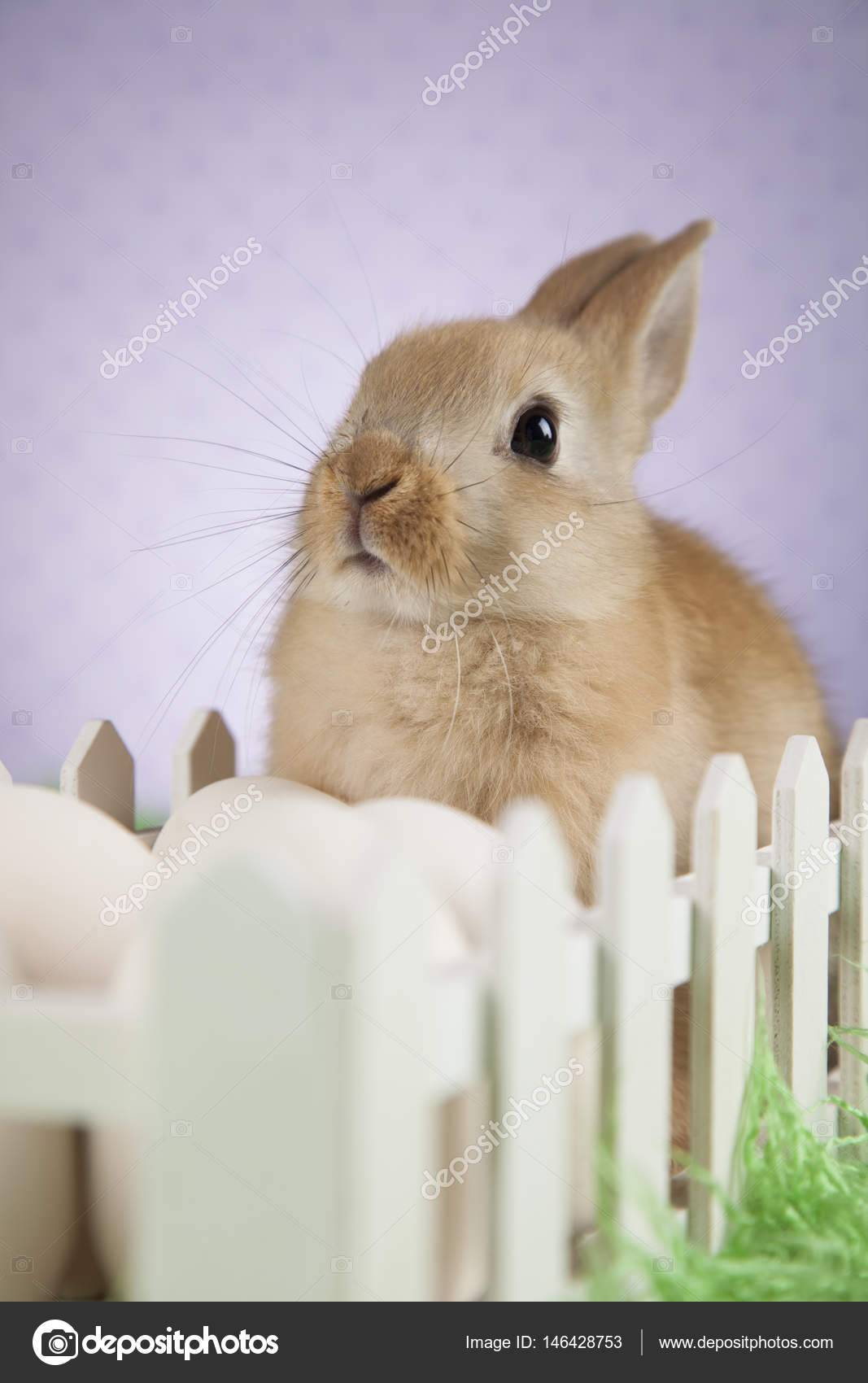 Cute little bunny Stock Photo by ©JanPietruszka 146428753