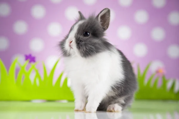 Princess bunny Stock Photos, Royalty Free Princess bunny Images ...