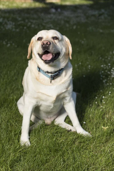 Labrador smile Stock Photos, Royalty Free Labrador smile Images ...