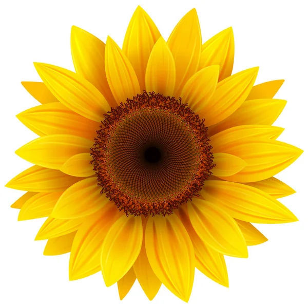 Sunflower — Stock Vector © cobalt88 #6122573