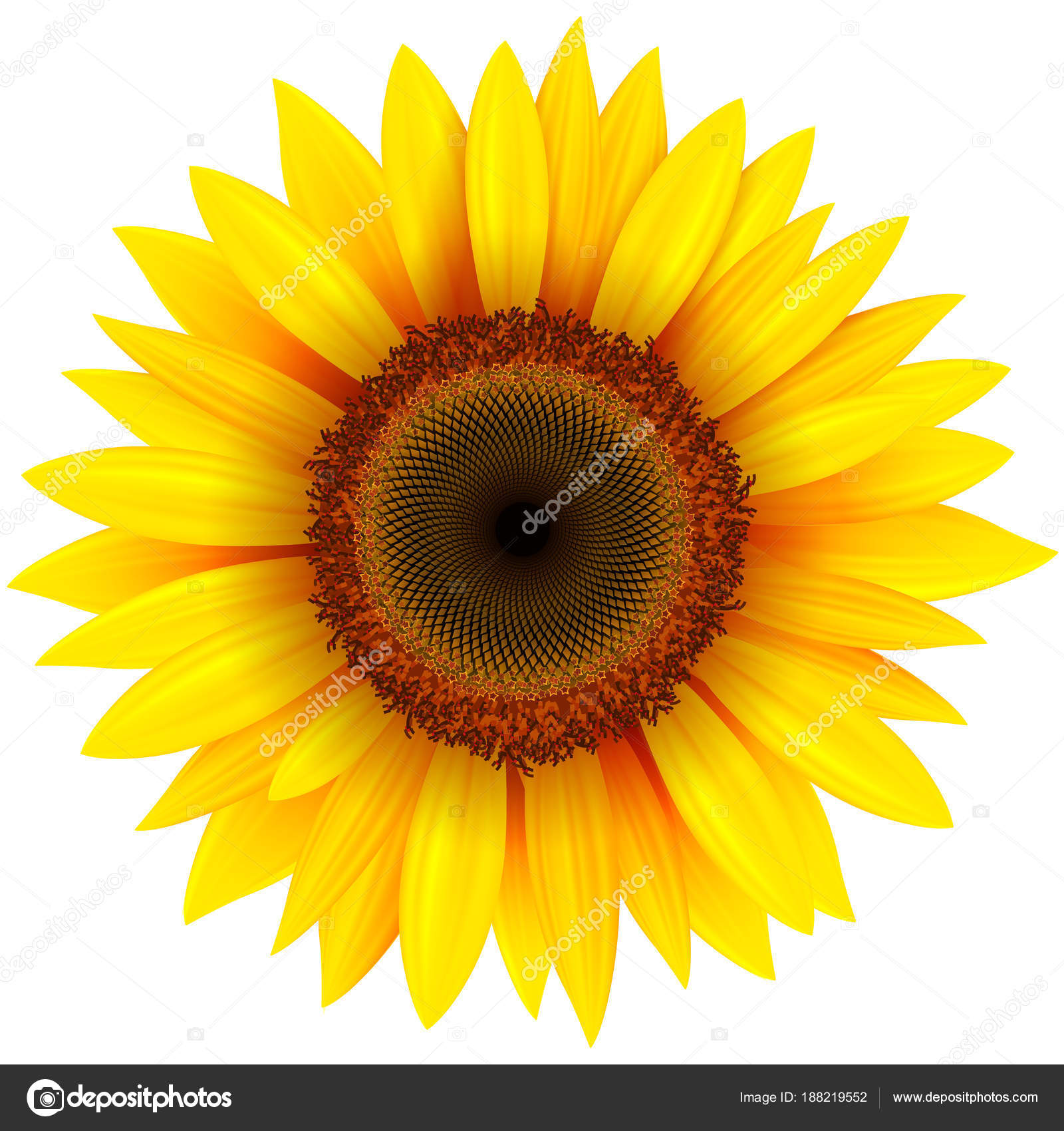 Sunflower flower isolated Stock Vector Image by ©cobalt88 #188219552
