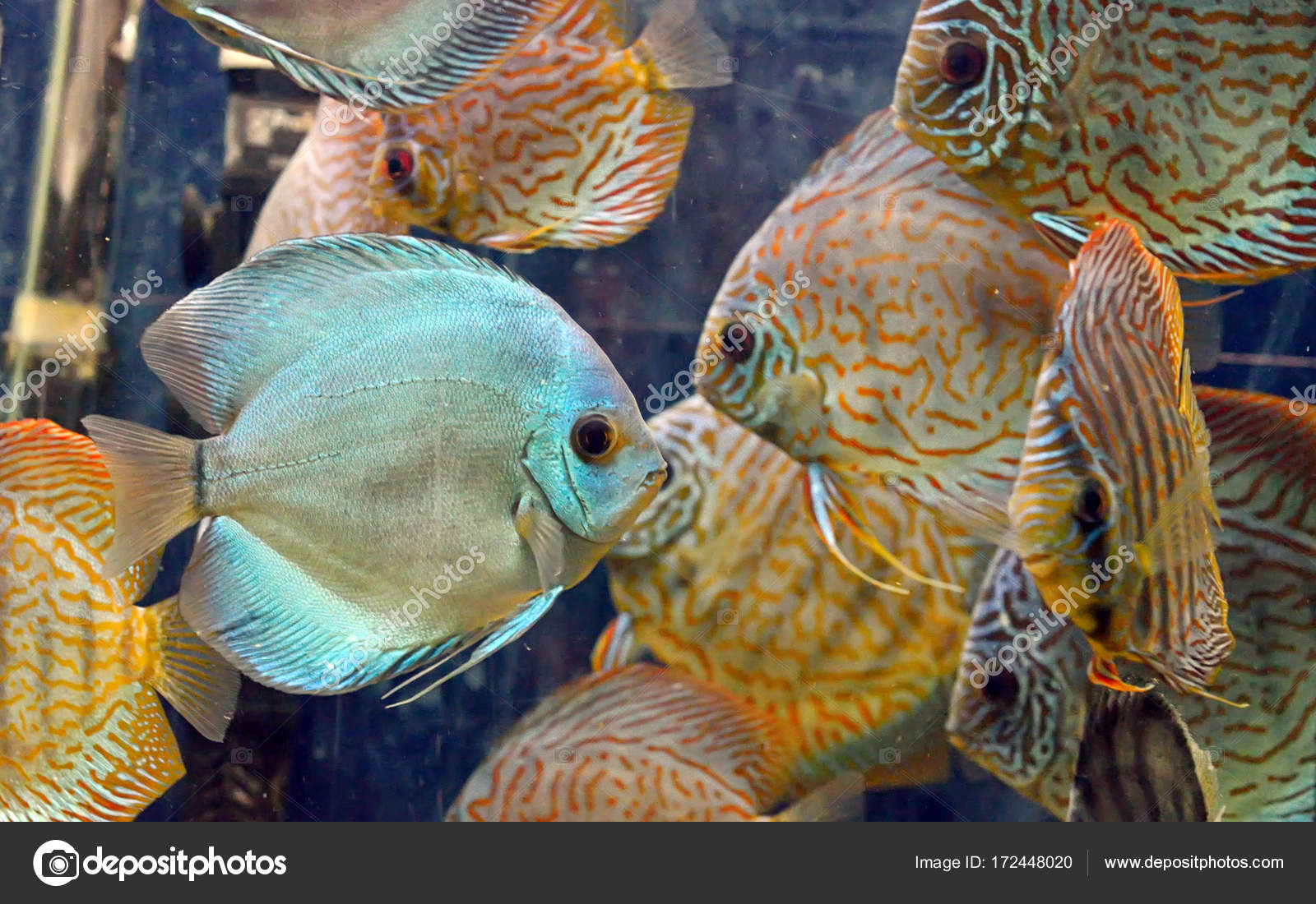 Symphysodon discus fish Stock Photo by ©jordache 172448020