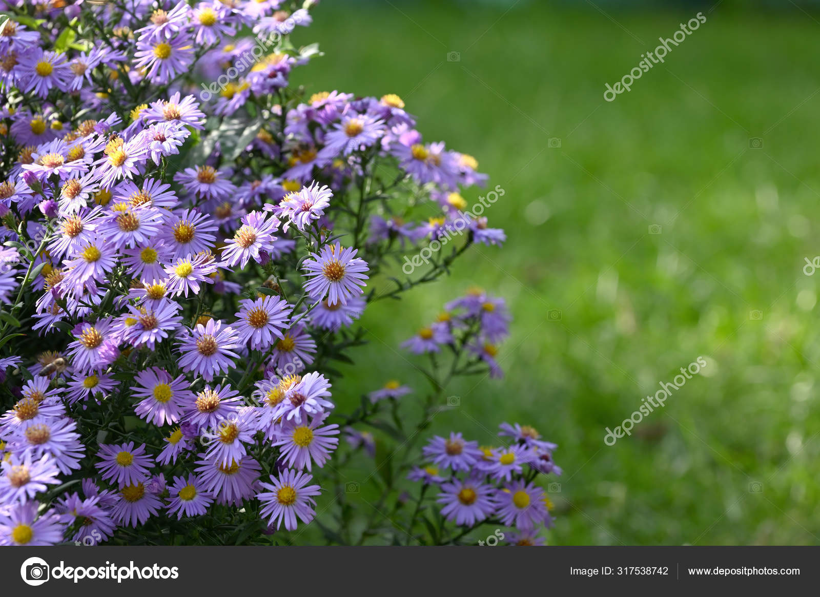Violet Flowers Aster (Little Carlow) Stock Photo By, 54% OFF