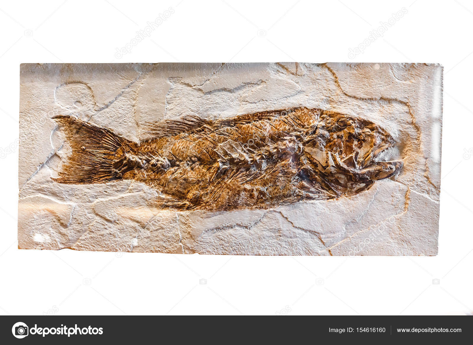 Prehistoric Piranha Fossil