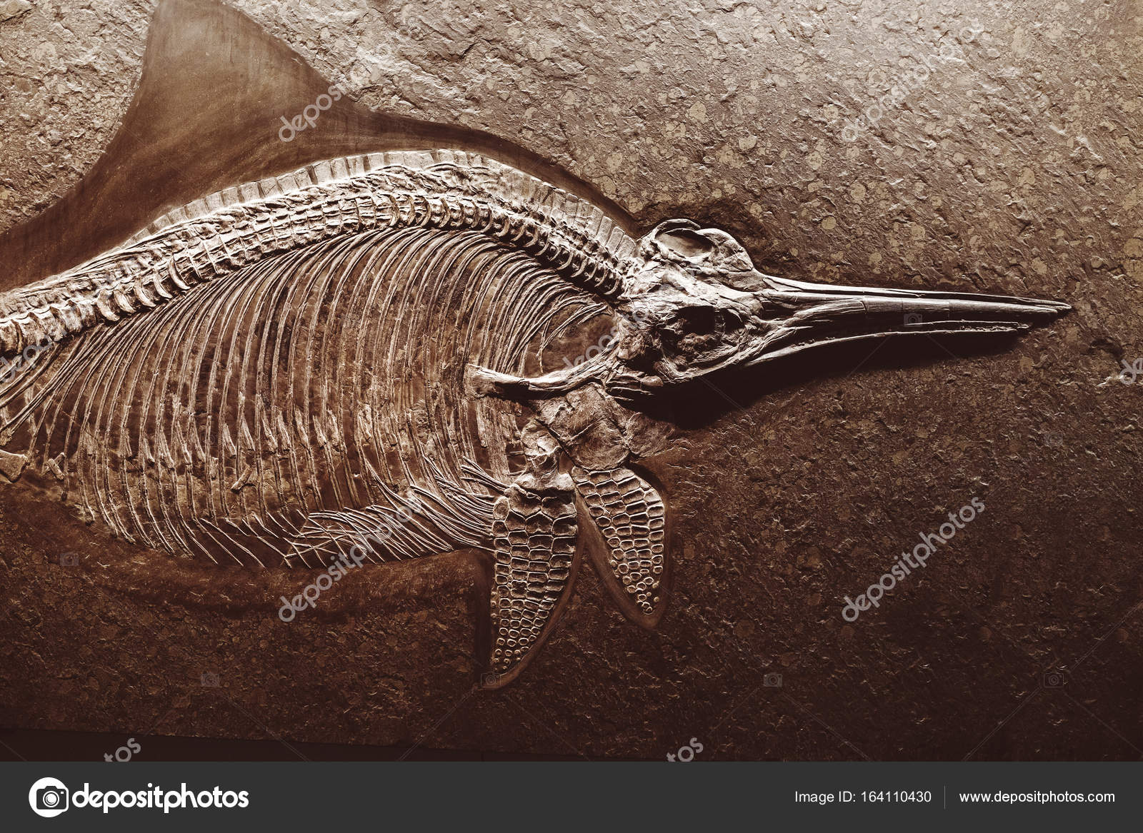 Ichthyosaur Fossil