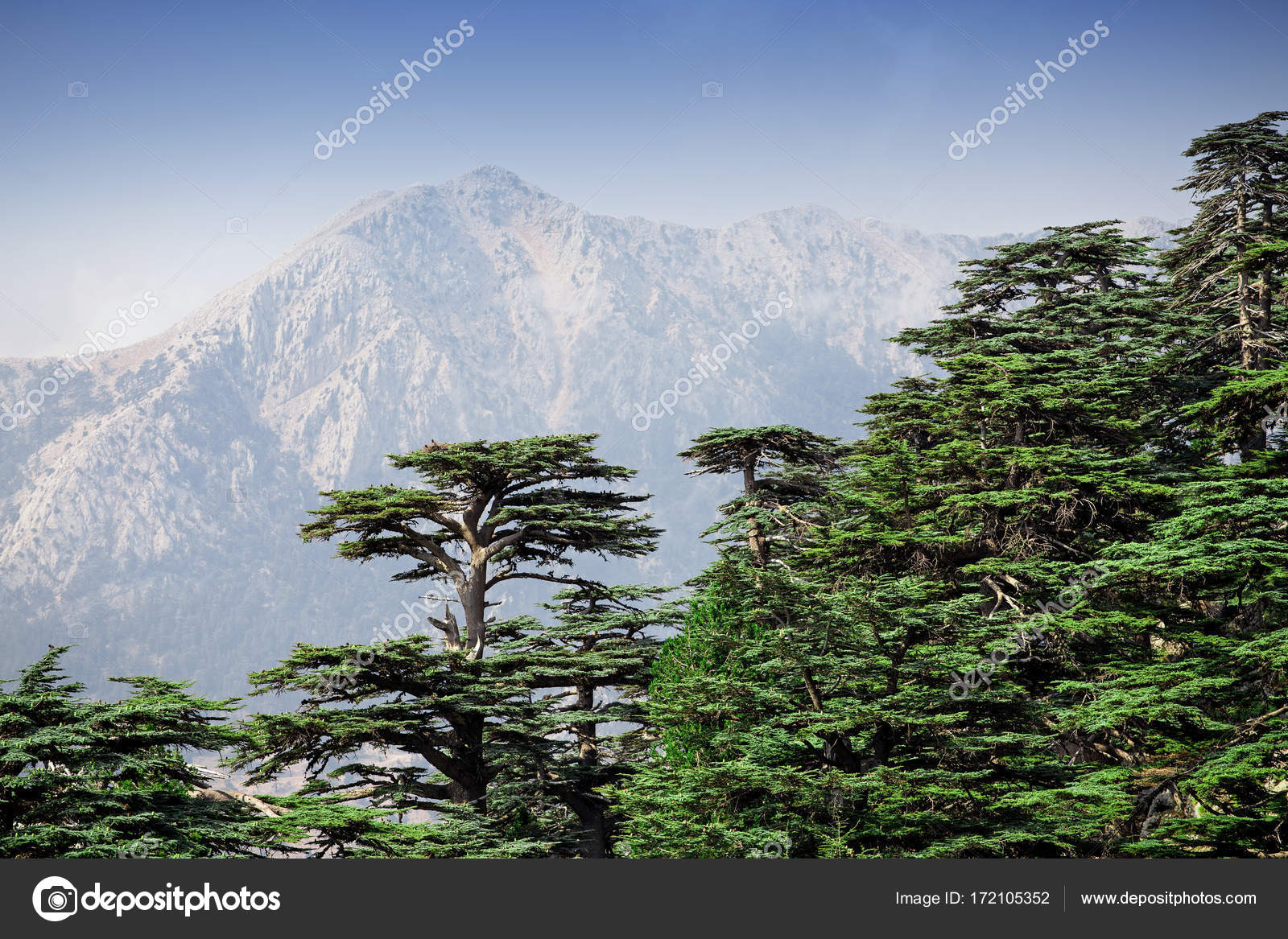 Lebanese Cedar Tree