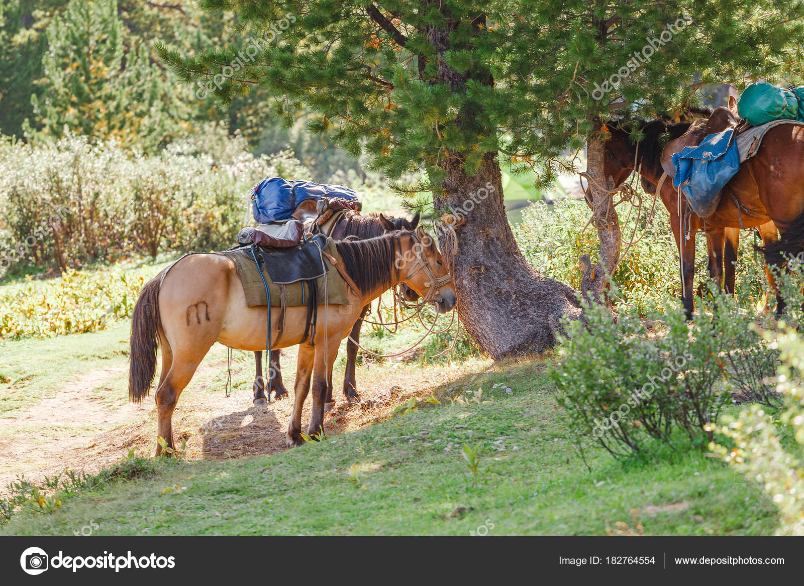 Caballos de descanso con carga en ruta de senderismo .: fotografía de ...