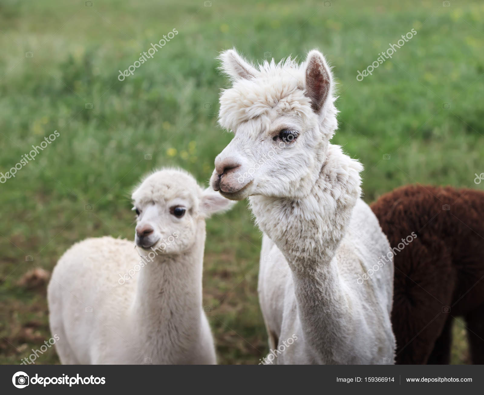 Baby Mini Llama