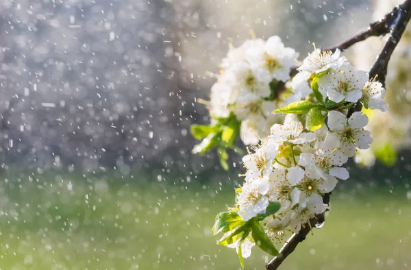 Spring background rain Stock Photos, Royalty Free Spring background ...