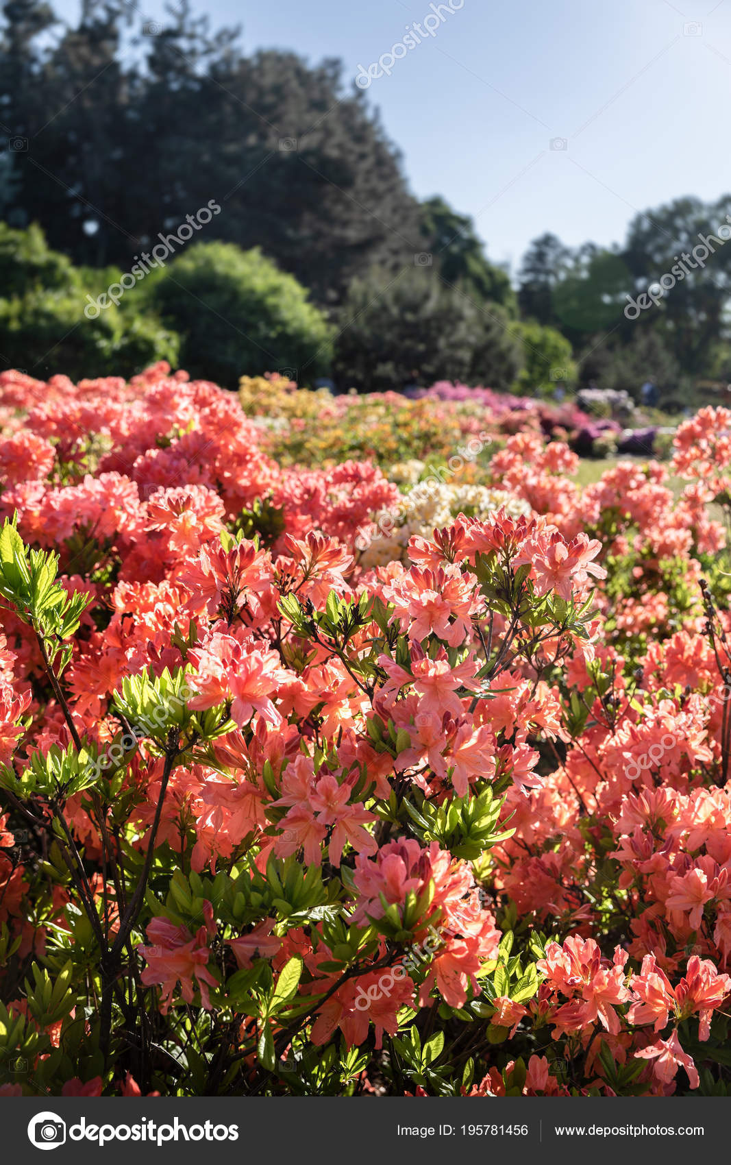Rhododendron Plants Bloom Flowers Different Colors Azalea Bushes Park ...