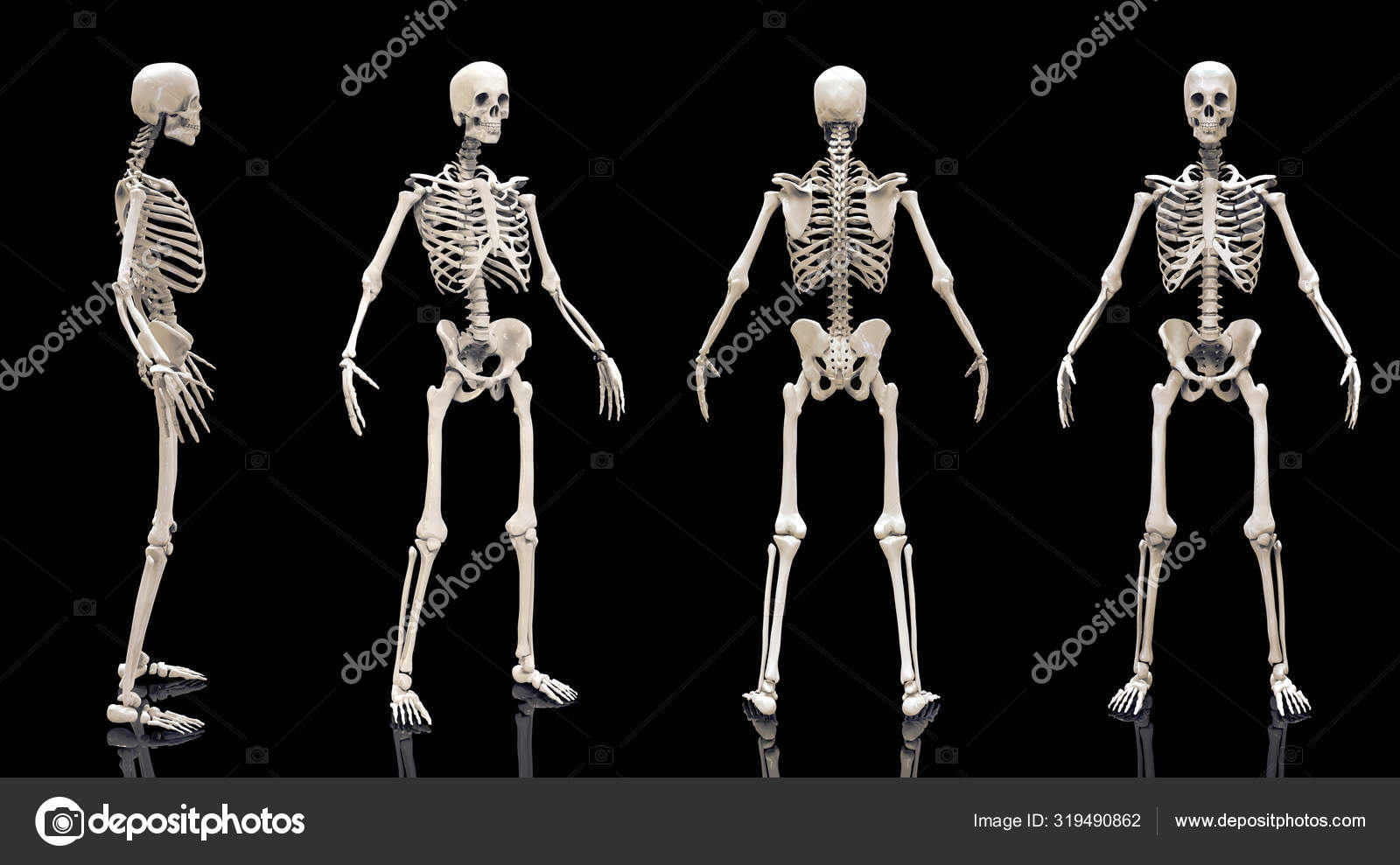 Menschliche Skelettknochen Anatomie Struktur Des Menschlichen Körpers ...