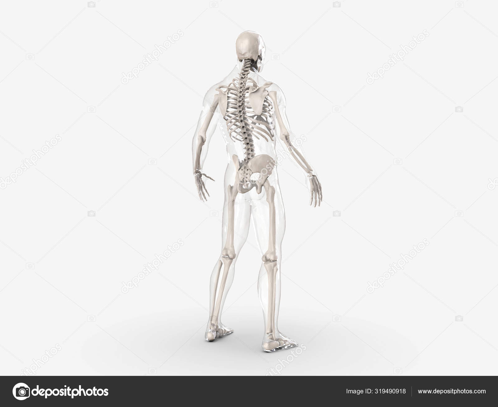 Human Bone Structure