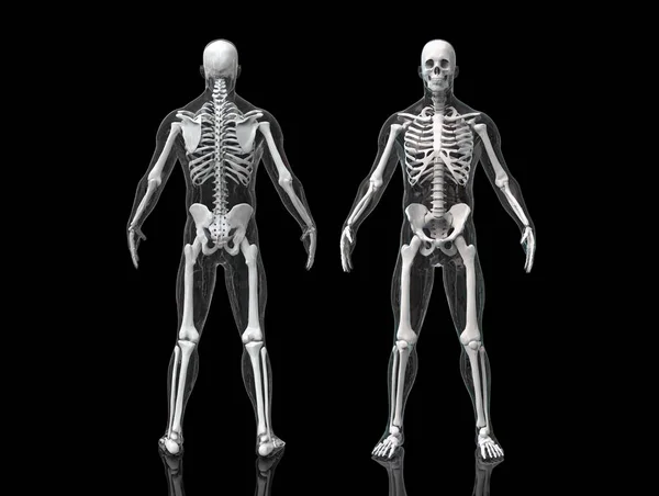 Human Skeleton Bones Anatomy Structure Human Body Isolated Render ...