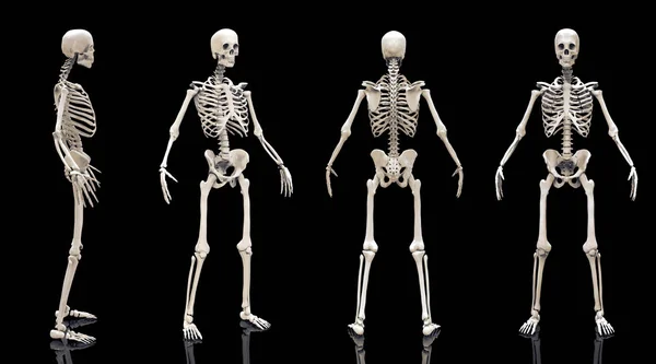 Human Skeleton Reference
