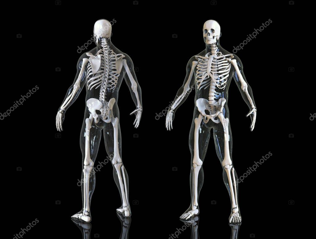 Esqueleto humano huesos anatomía estructura del cuerpo humano aislado - 3d render 2024