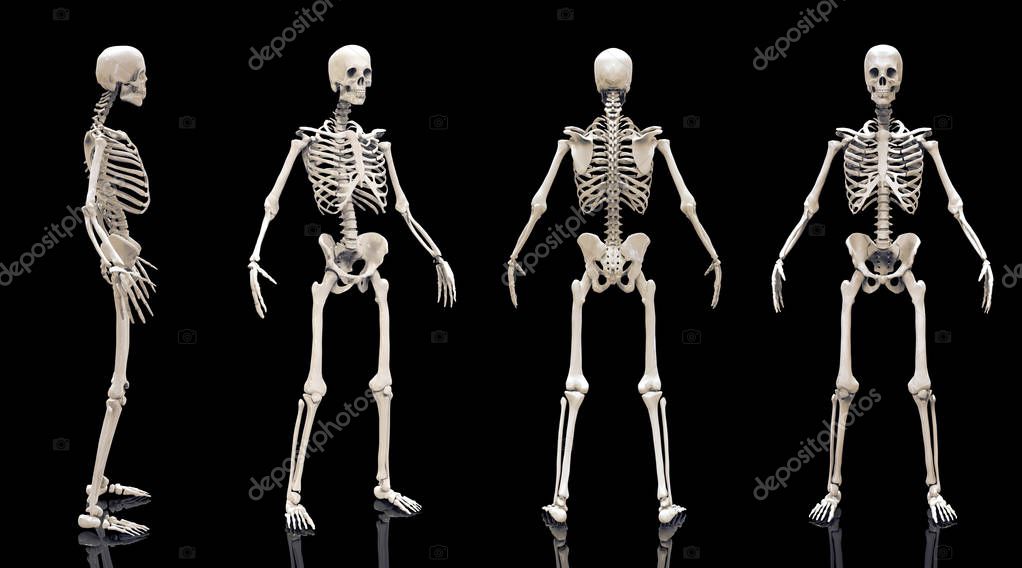 Esqueleto humano huesos anatomía estructura del cuerpo humano aislado ...