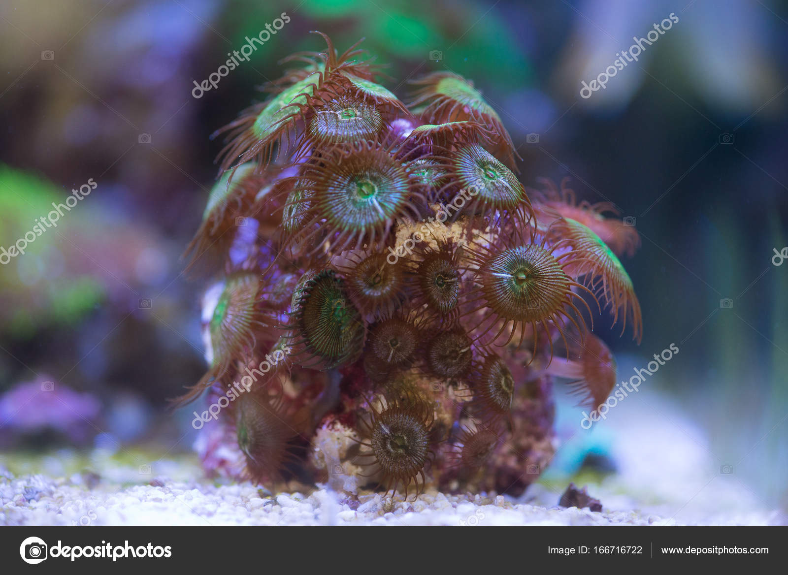 Beautiful button coral Stock Photo by ©yuliang11 166716722