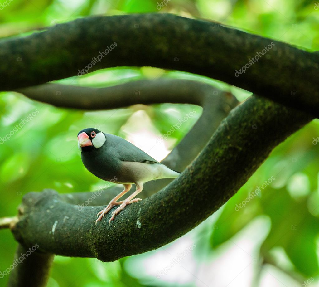 Java sparrow on a branch Stock Photo by ©Xalanx 125030160