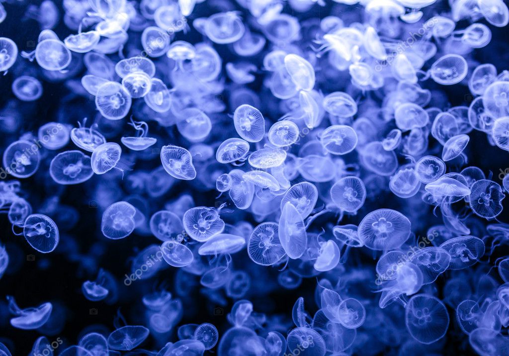 Jellyfish Group Download