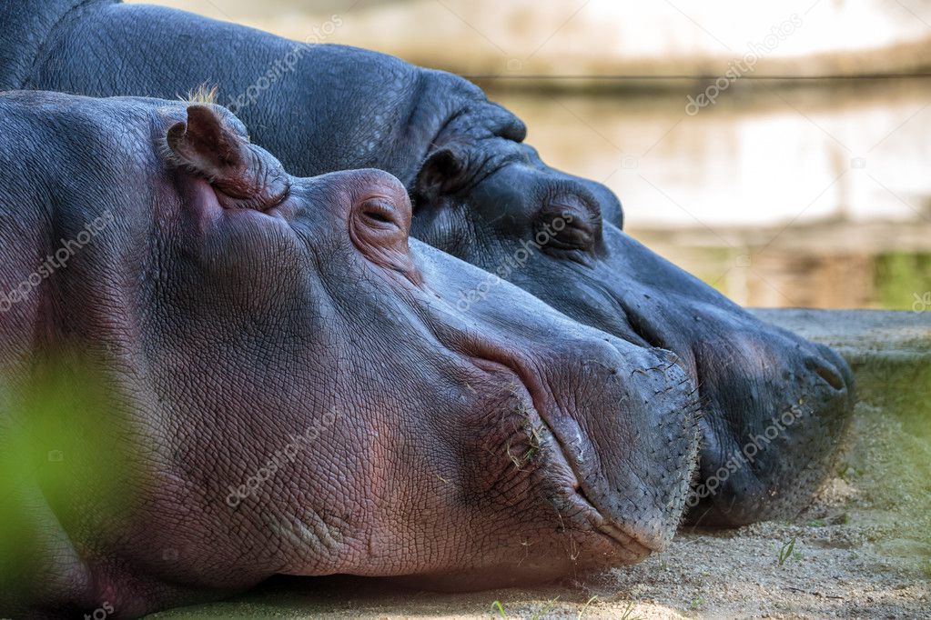 Hippos sleeping on the ground Stock Photo by ©Xalanx 125030294