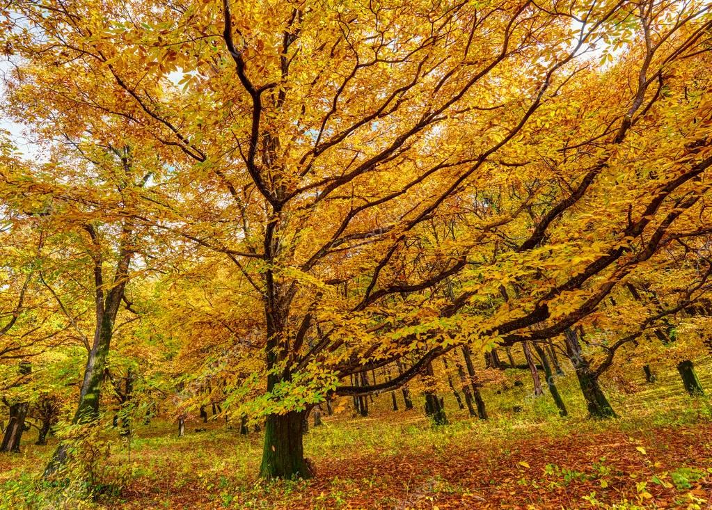 Selva baja caducifolia en el otoño — Foto de stock © Xalanx #131176672
