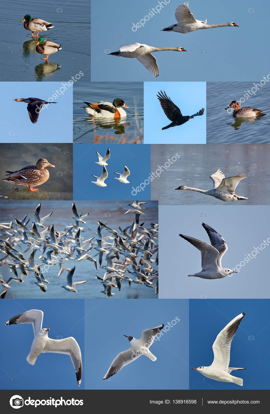 Aves acuáticas en collage: fotografía de stock © Xalanx #138916598 ...