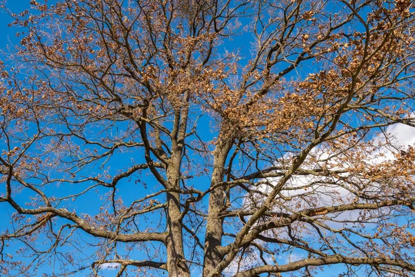 Single oak tree — Stock Photo © Xalanx #3178763