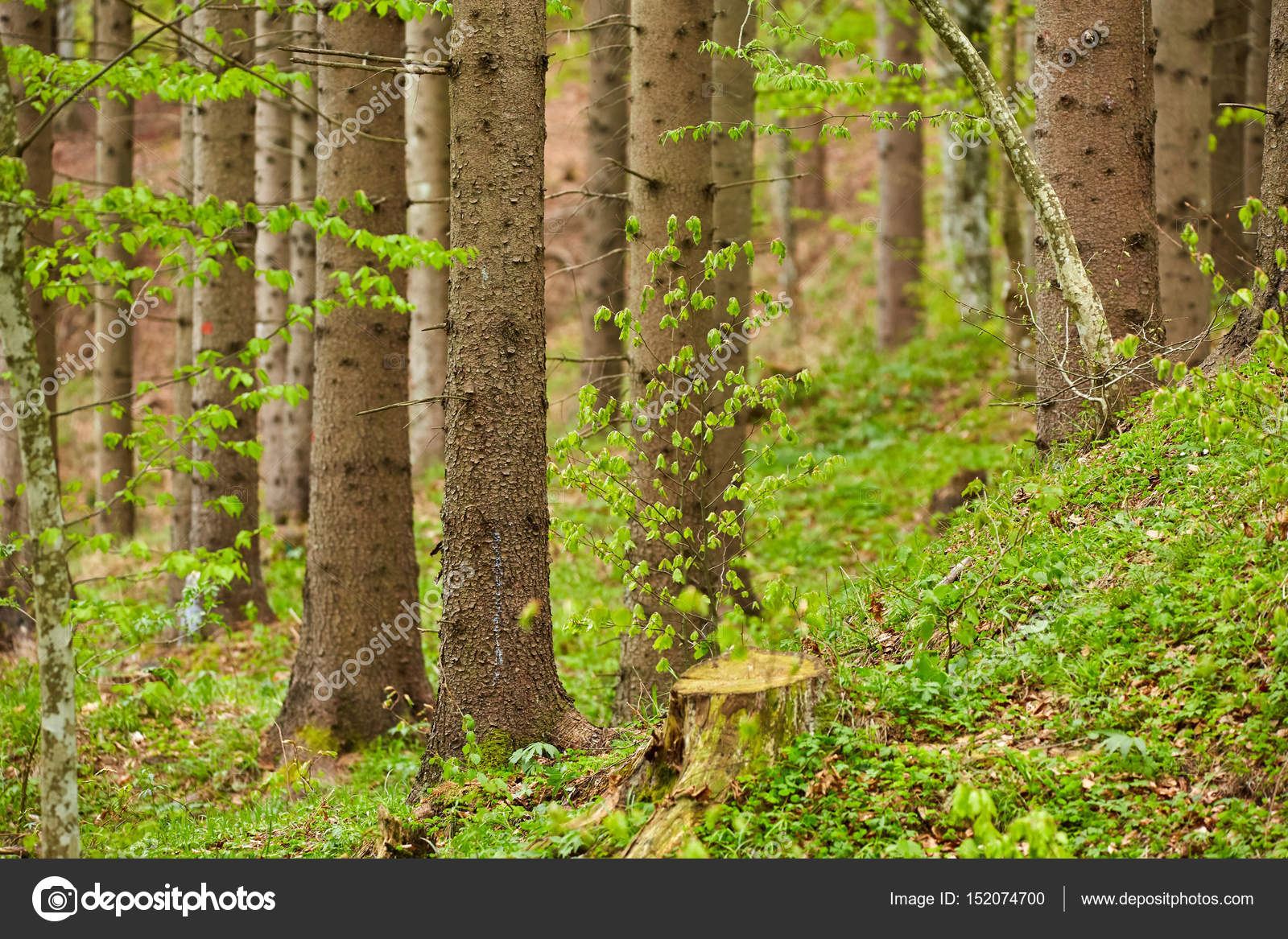 Лес смешанных деревьев стоковое фото ©Xalanx 152074700
