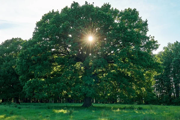 Giant oak tree — Stock Photo © dcwcreations #2018702