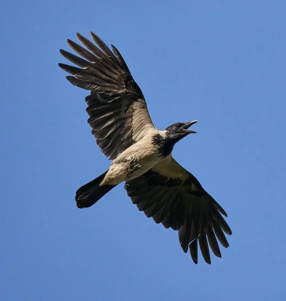 ᐈ Crows flying stock images, Royalty Free crow flying pictures ...