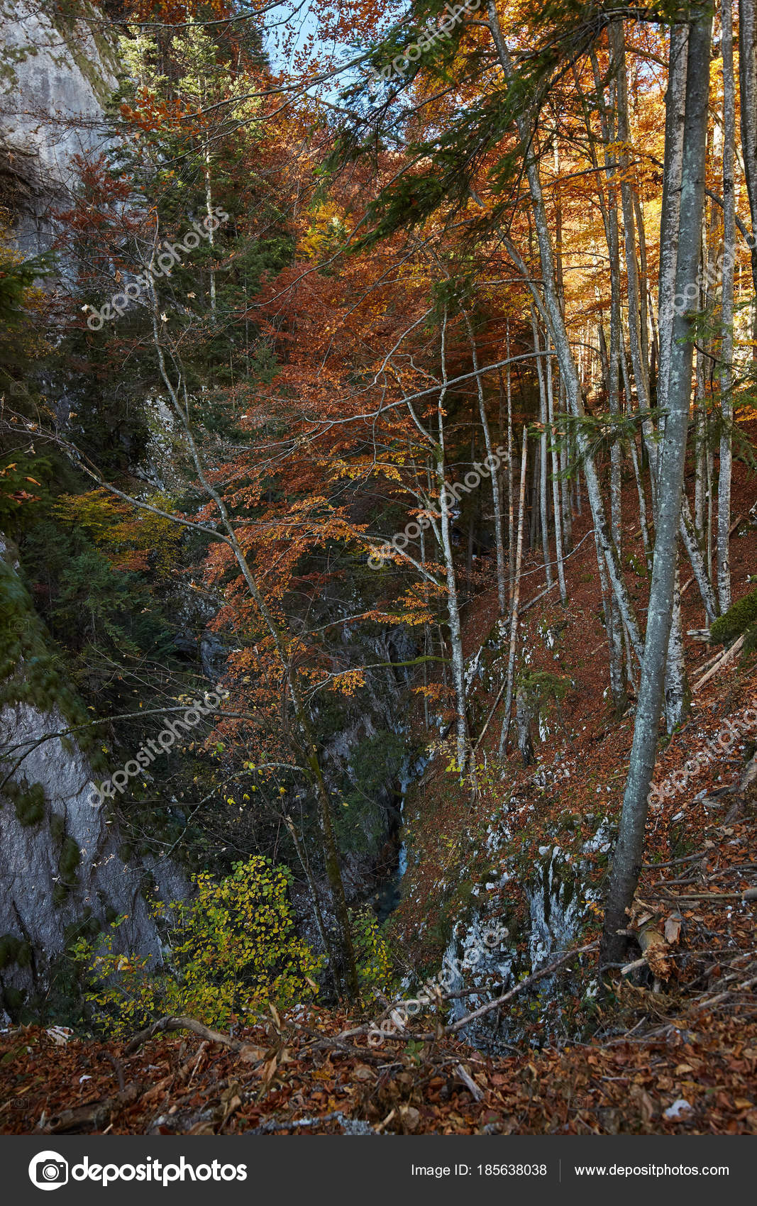 Deciduous Forest Big Trees Hiking Trail — Stock Photo © Xalanx #185638038