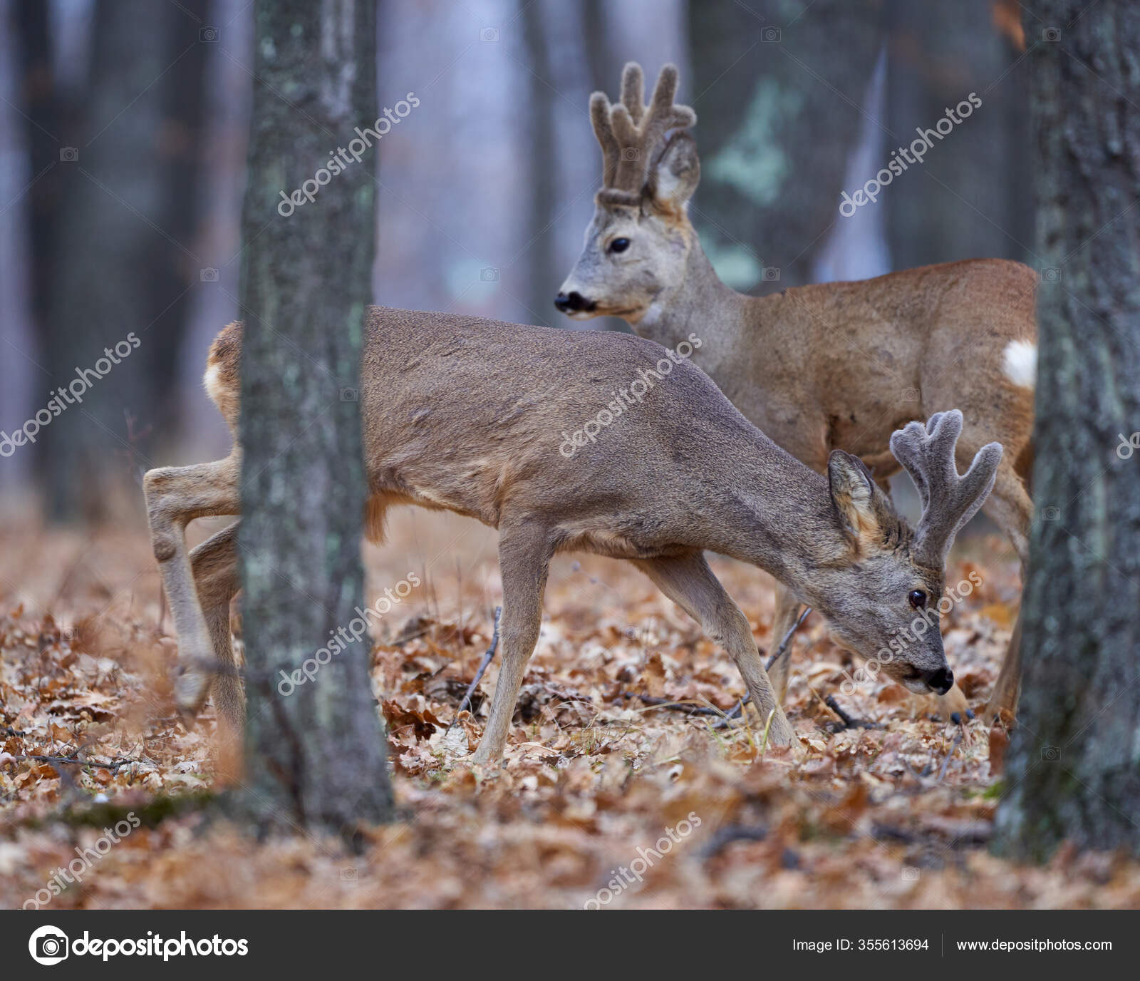 Group Funny Doe Deer Oak Forest Daytime — Stock Photo © Xalanx #355613694