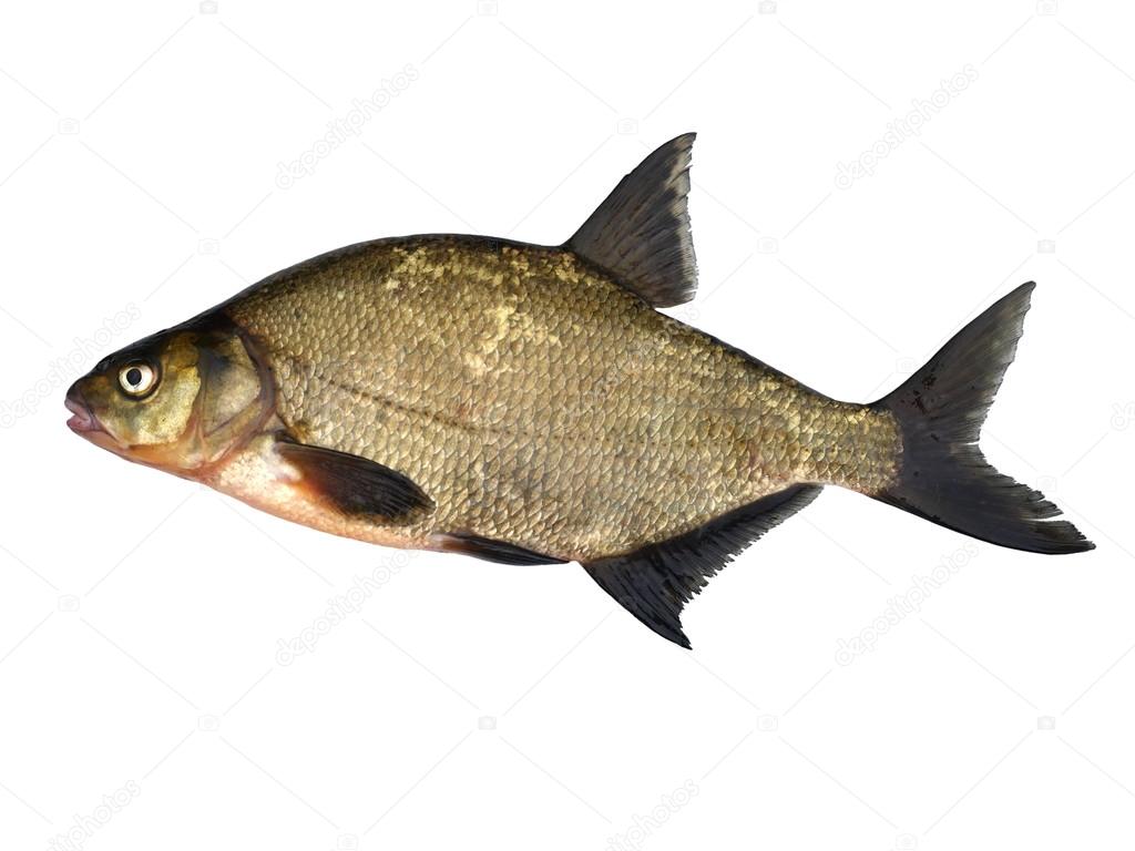 Big fresh fish bream Stock Photo by ©witoldkr1 128227512